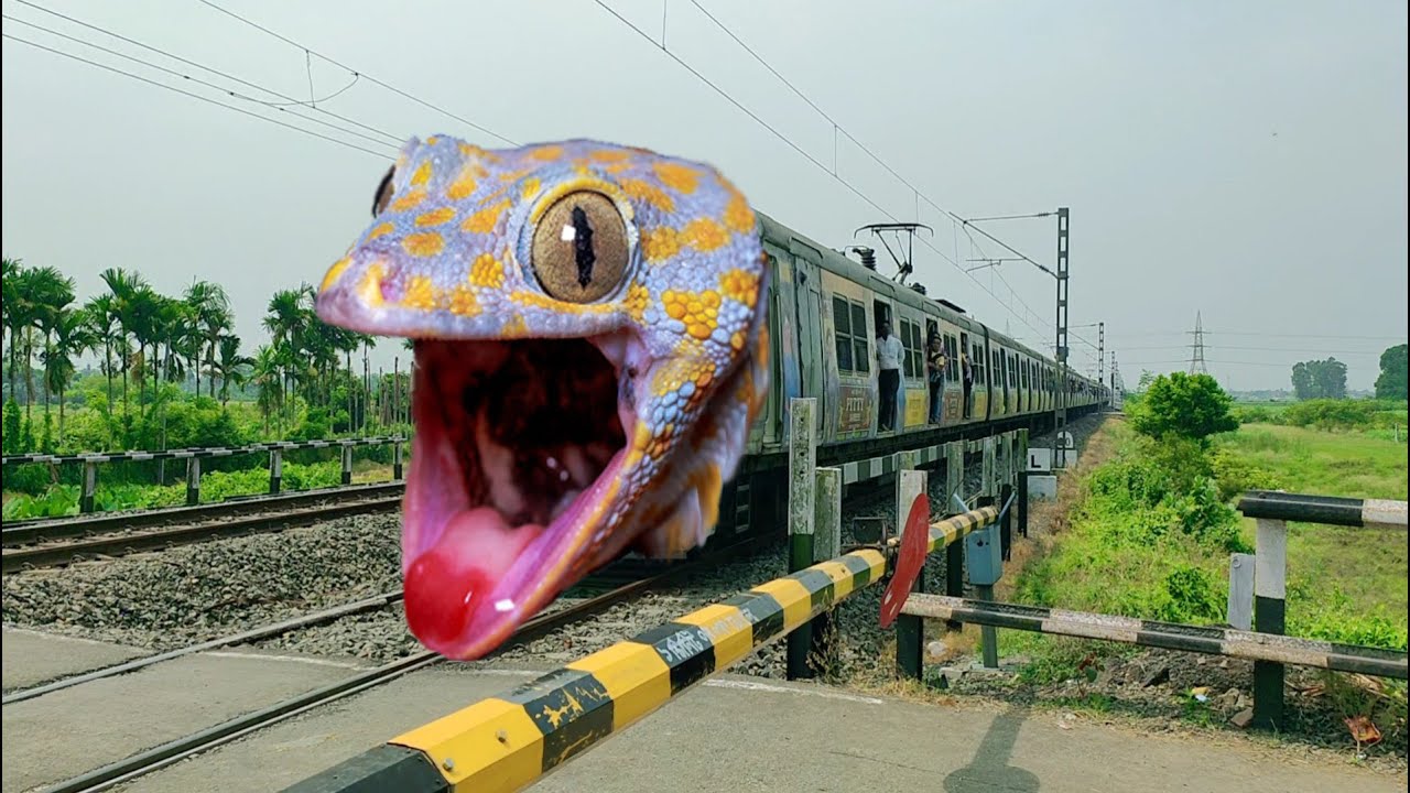 Funny Colourful Gecko Face Train : Aerodynamic Howrah Katwa Local ...