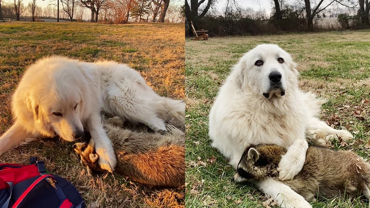 This Dog and Raccoon Are Best Friends || WooGlobe - YouTube