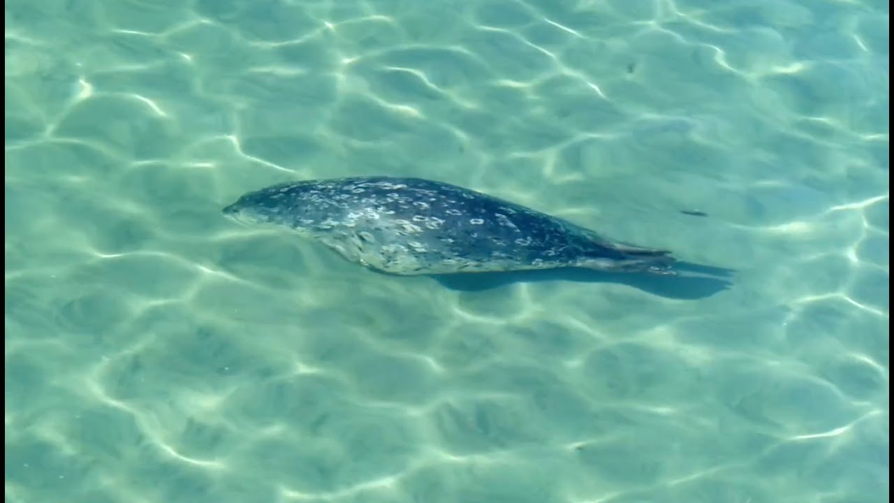Drone video of harbor seal swimming in shallow water over a sandy and ...
