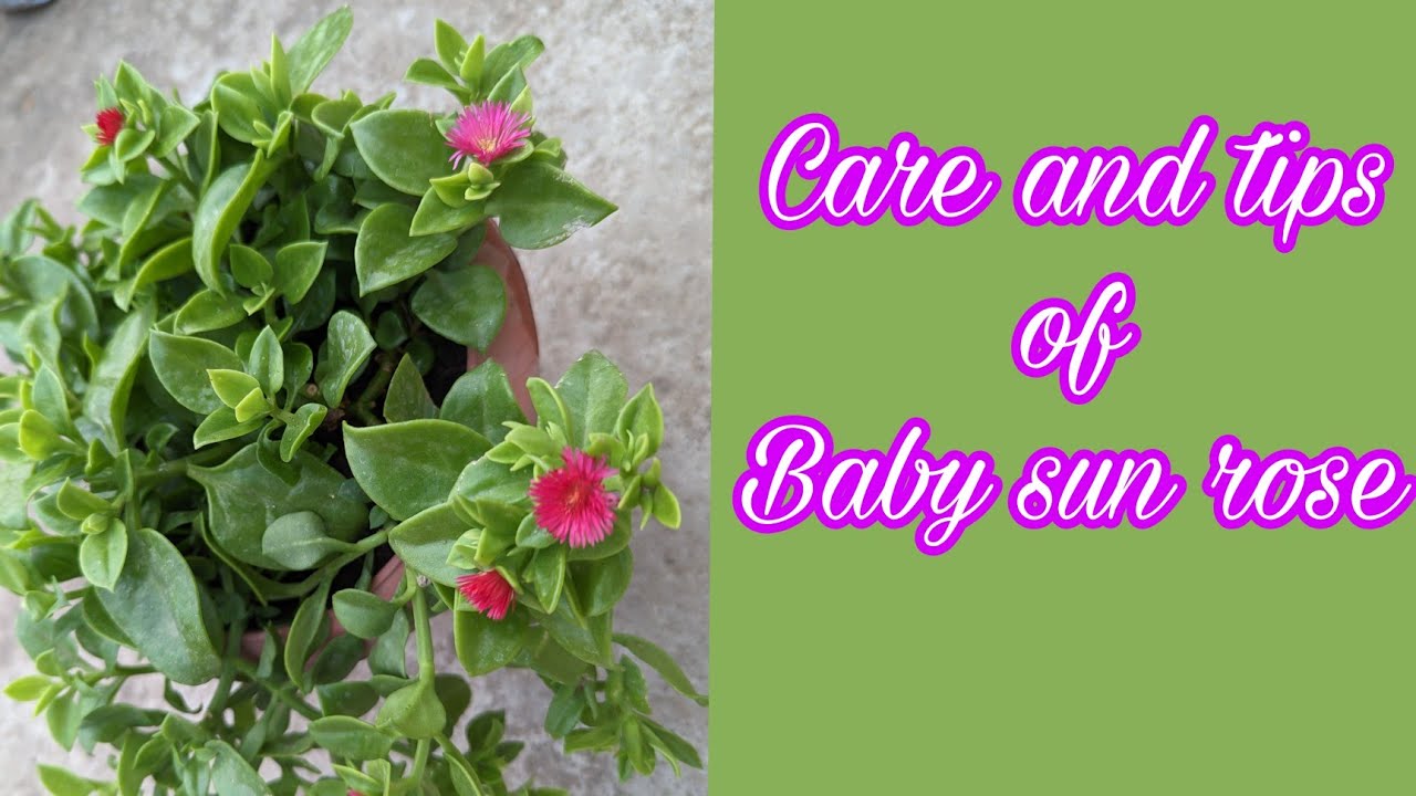 Care and tips of baby sun rose 🌹 plants 🌵☘️ - YouTube