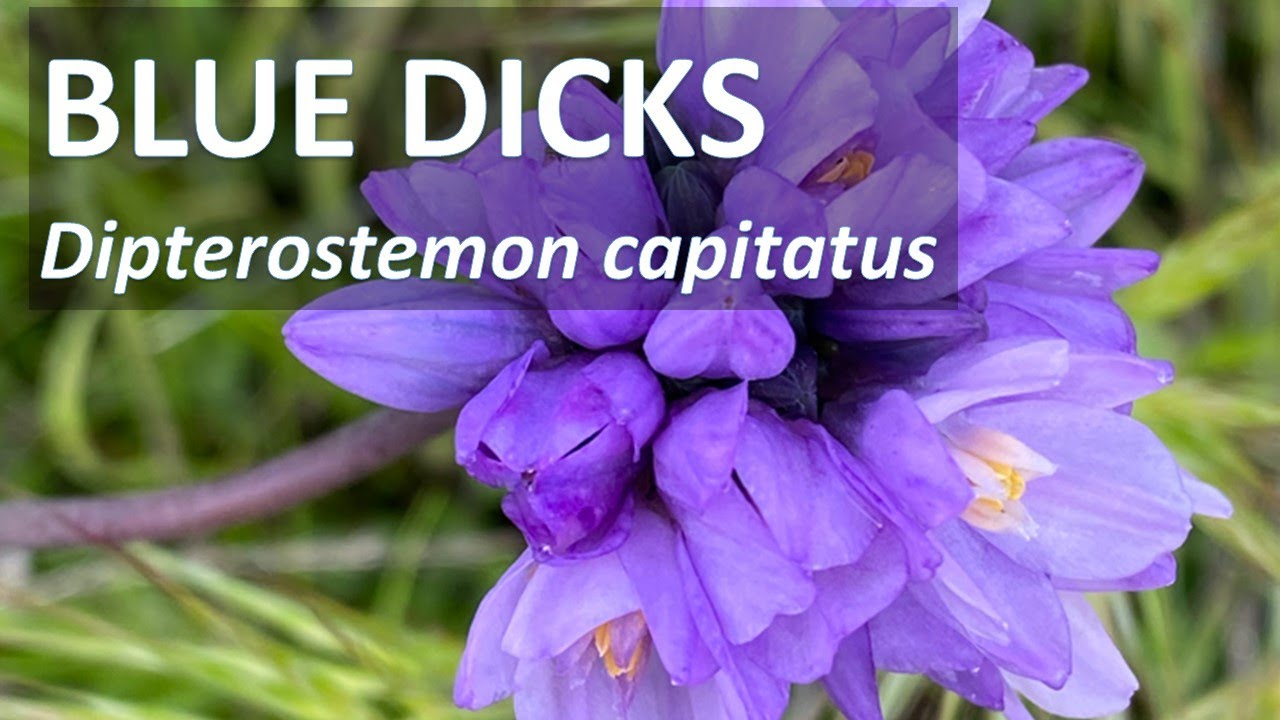 BLUE DICKS California Wildflowers, Dipterostemon capitatus; Purplehead ...