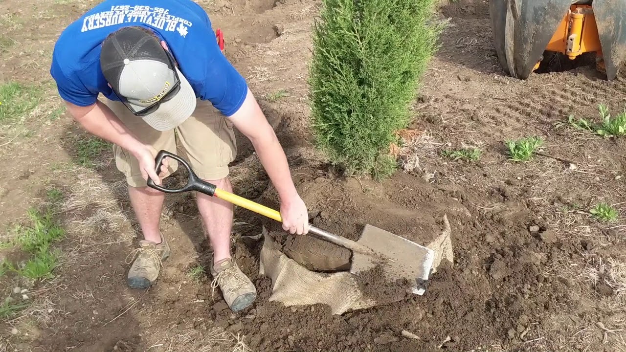 How to dig Trees - YouTube