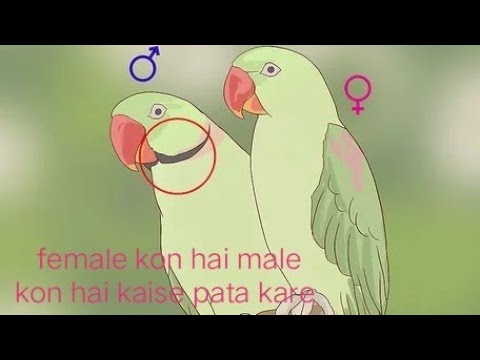 parrot me kaise pata kare ki kon female hai kon male hai kaise pata kare