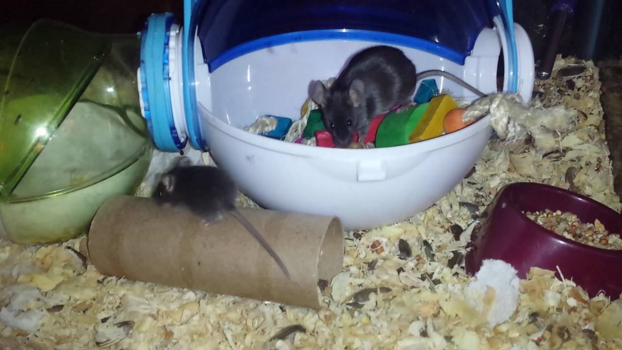 Baby mice 3 weeks and 2 days - YouTube