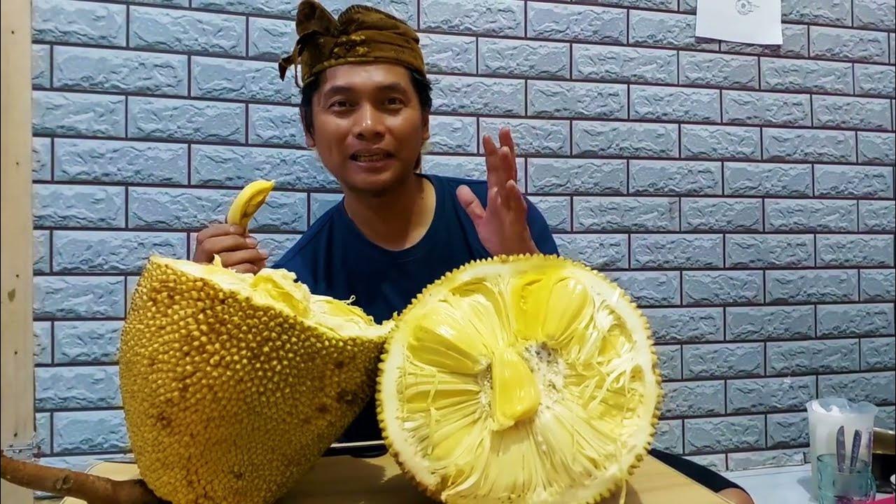 Kapan Waktu Yang Tepat Membungkus Nangka Nangka Madu J33 Juragan