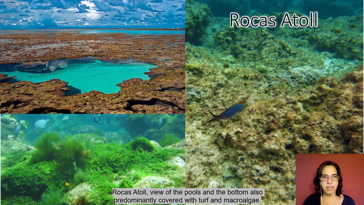Benthic Coverage of Reef Communities in Brazilian Oceanic Islands: A ...