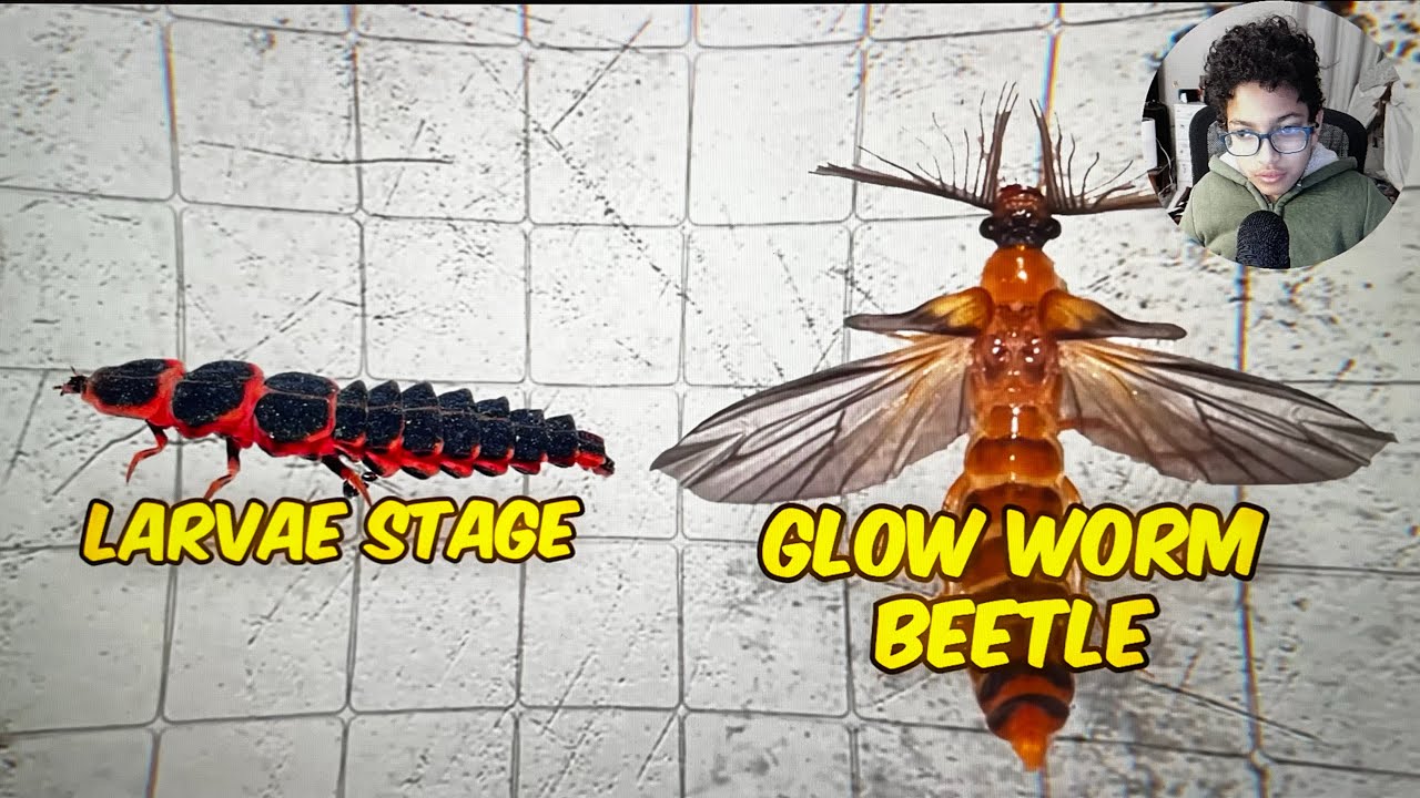 I reacted to “I Flipped 100 Rocks in a Cave: Here’s what I found” - YouTube