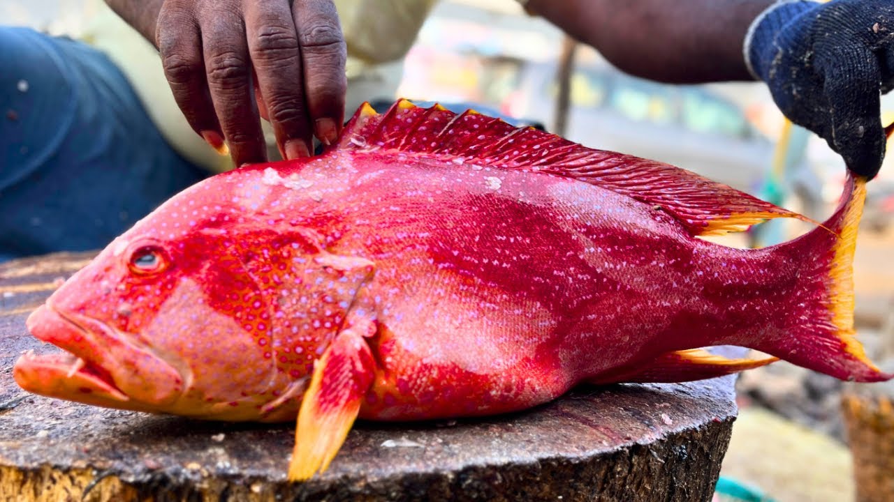 TOMATO GROUPER FISH CUTTING BY MINNAL RAJA | HD VIDEO | IN KASIMEDU ...