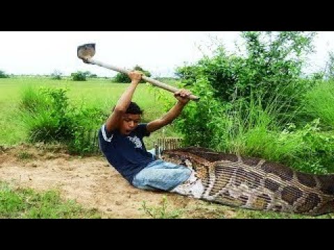 Work 100% The First DIY Snake Trap Using PVC Pipe By Brave Man - YouTube