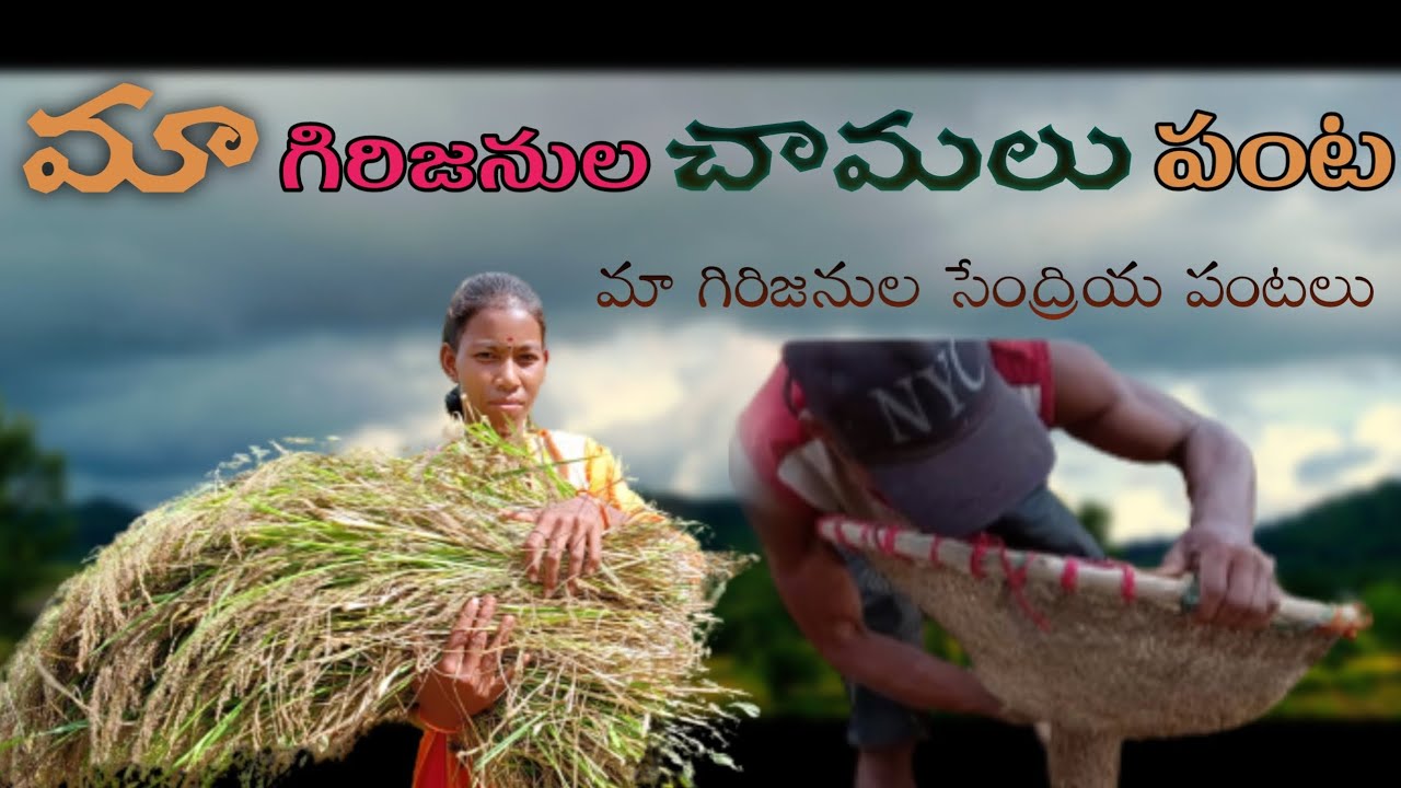 Araku little millet | little millet samalu | araku samalu |అరకు సామలు ...