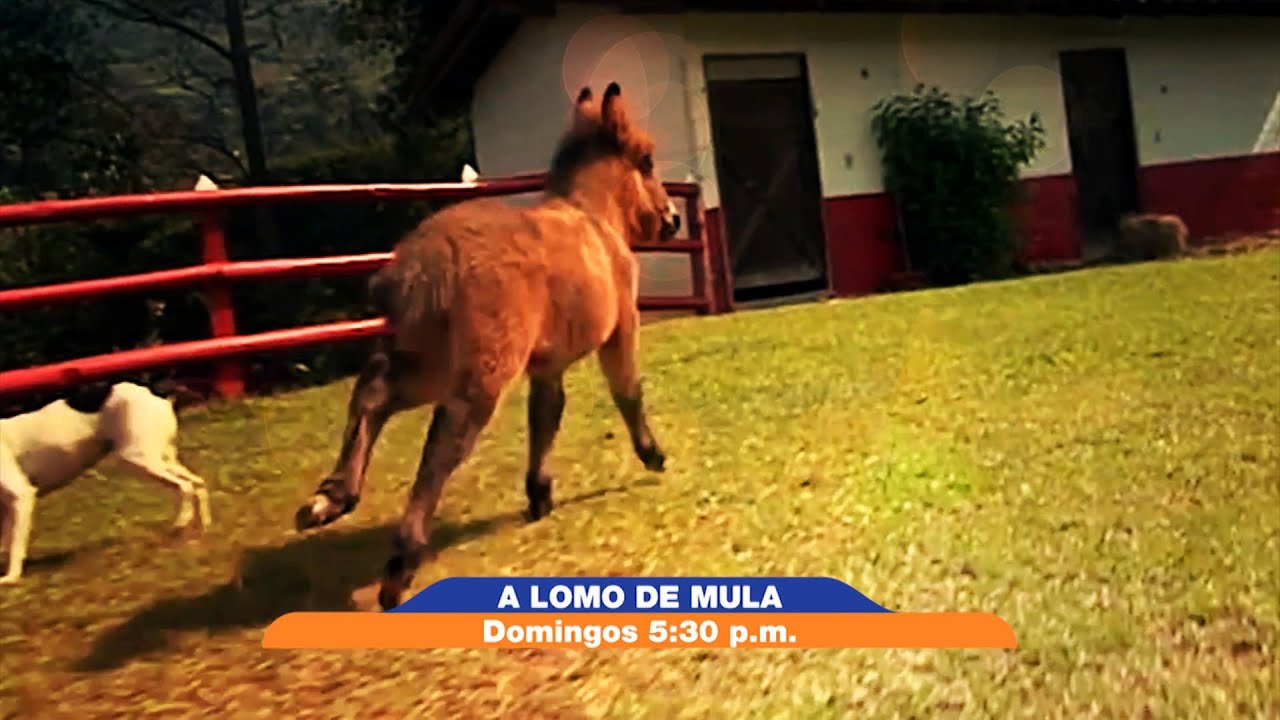 Sigue toda la historia y crianza de los mulares en A lomo de mula - YouTube