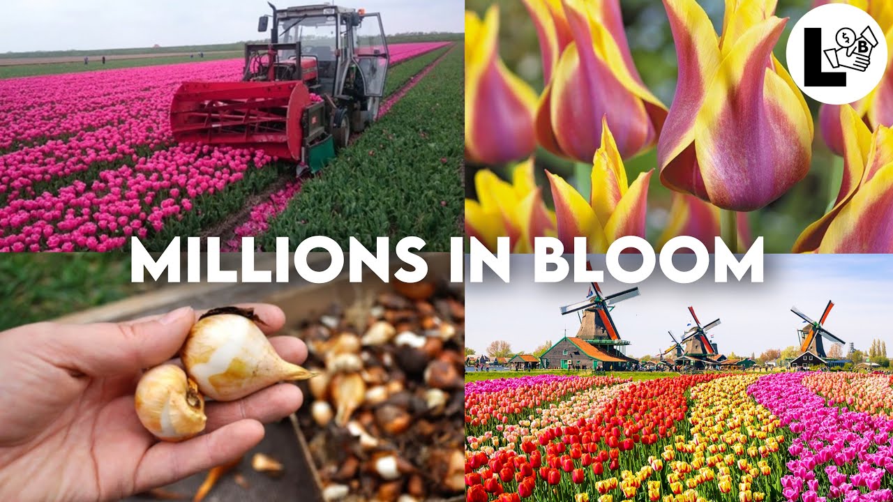 Tulip Mania: How Millions of Tulip Bulbs Are Grown - YouTube