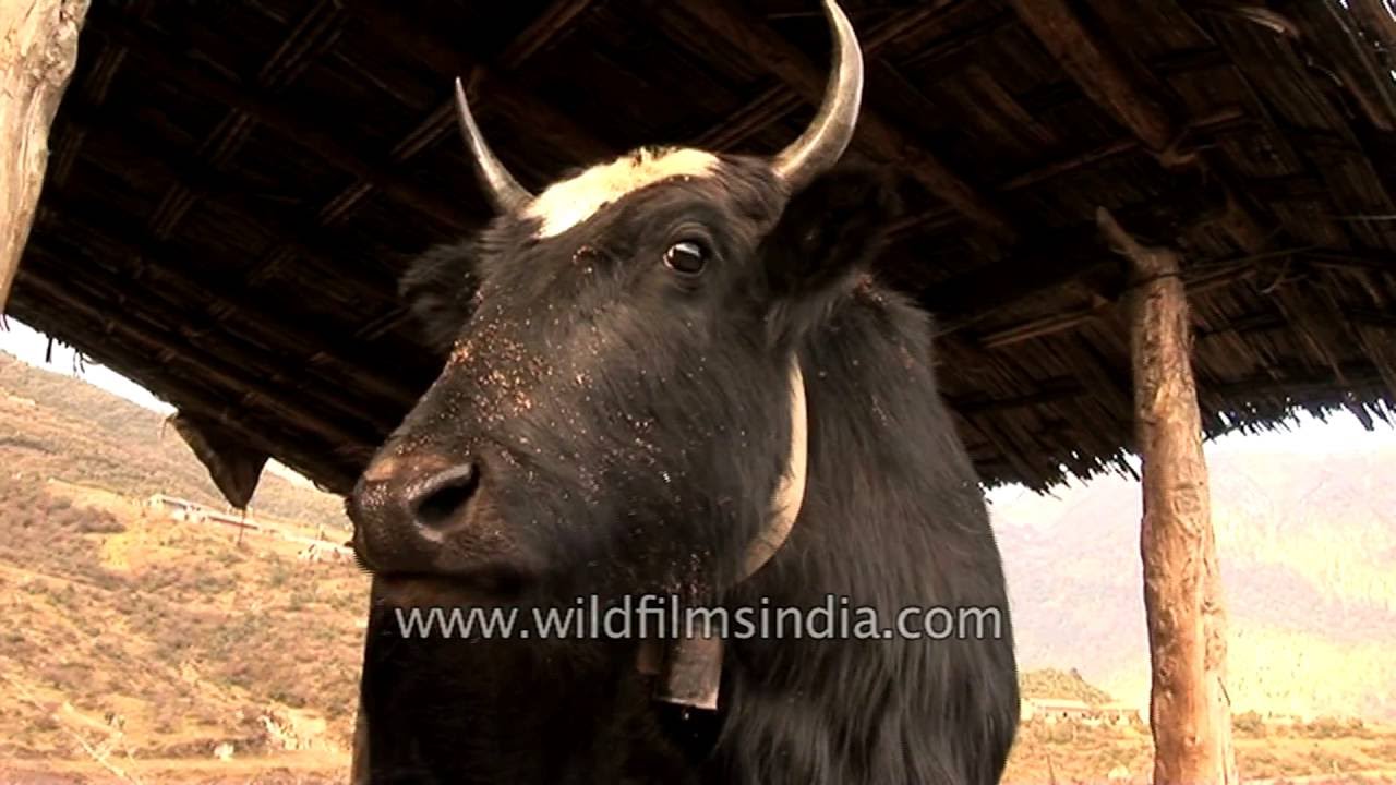 Endemic Species Mithun