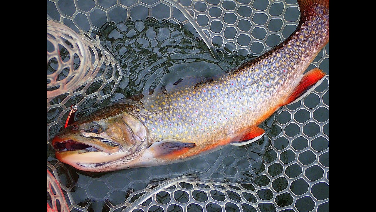 Kayak Fishing Big Brook Trout - YouTube