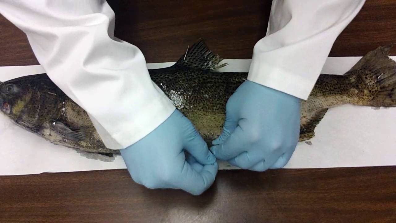 Salmon External Anatomy - YouTube