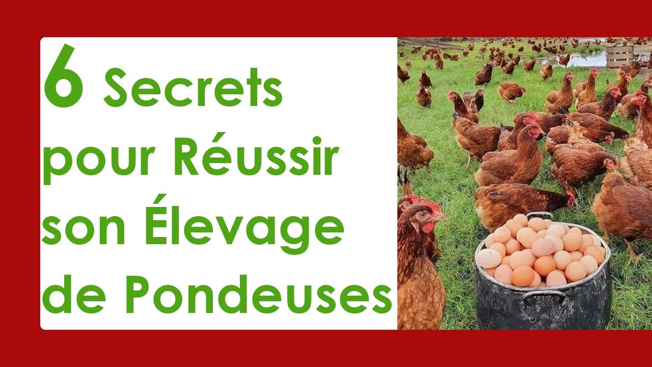 Comment Réussir l'Élevage des Poules Pondeuses - YouTube