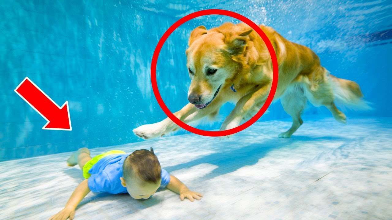 Abandoned Dog Appears as Baby Drowns, and Its Action Surprises Everyone ...