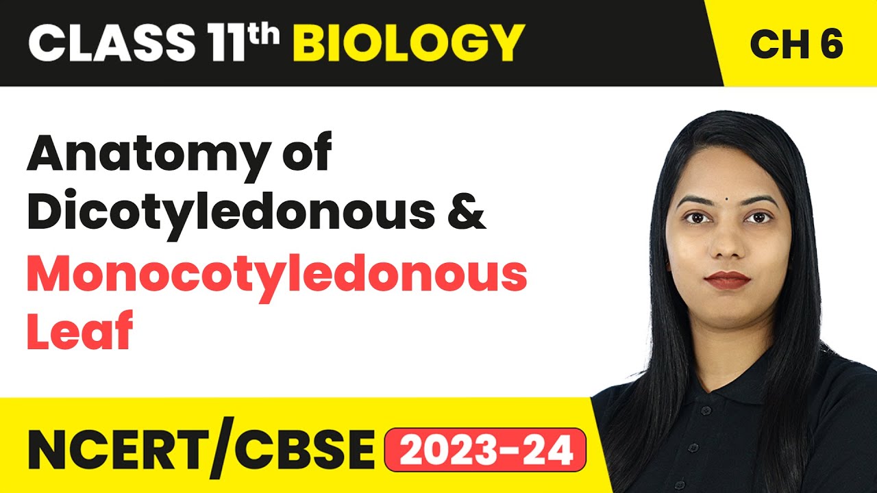 Anatomy Of Dicotyledonous Monocotyledonous Leaf Anatomy Of anatomy-of-dicotyledonous-monocotyledonous-leaf-anatomy-of