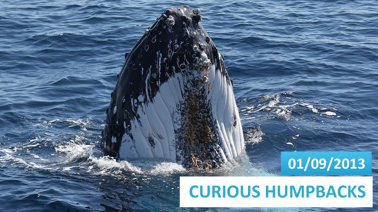 1/9/2013 - Curious Humpbacks - YouTube