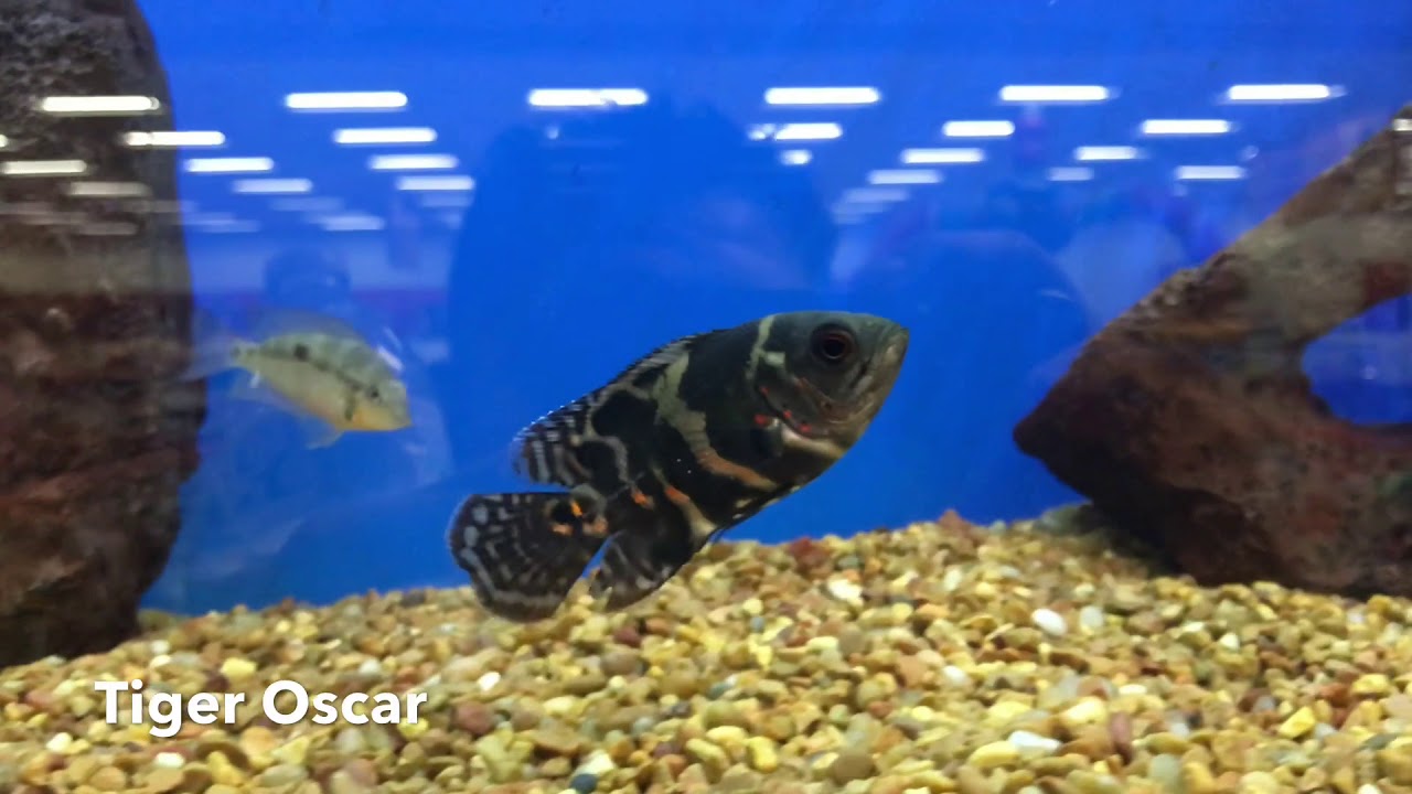 Neon Blue Dwarf Gourami, Pleco and Tiger Oscar - YouTube