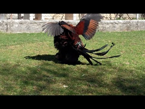 Rooster Seduction Dance - Chicken Mating Behavior - Rooster Mating Hen