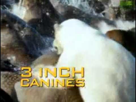Animal Face-Off Polar Bear vs. Walrus - YouTube