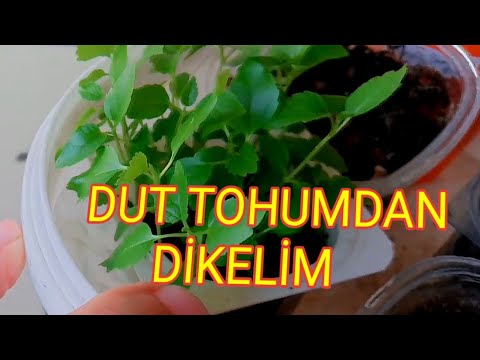 Dut Tohumdan Nasıl Dikilir?