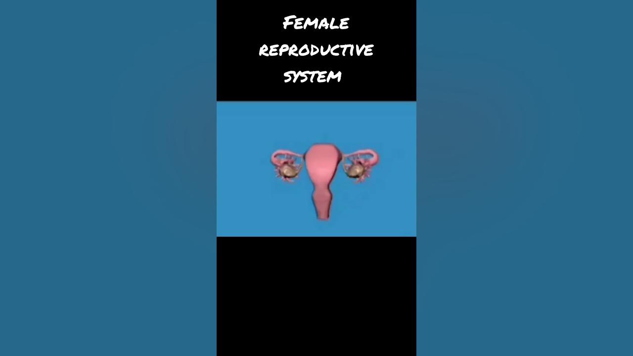 Female Reproductive system|| Female reproductive||महिला प्रजनन प्रणाली ...