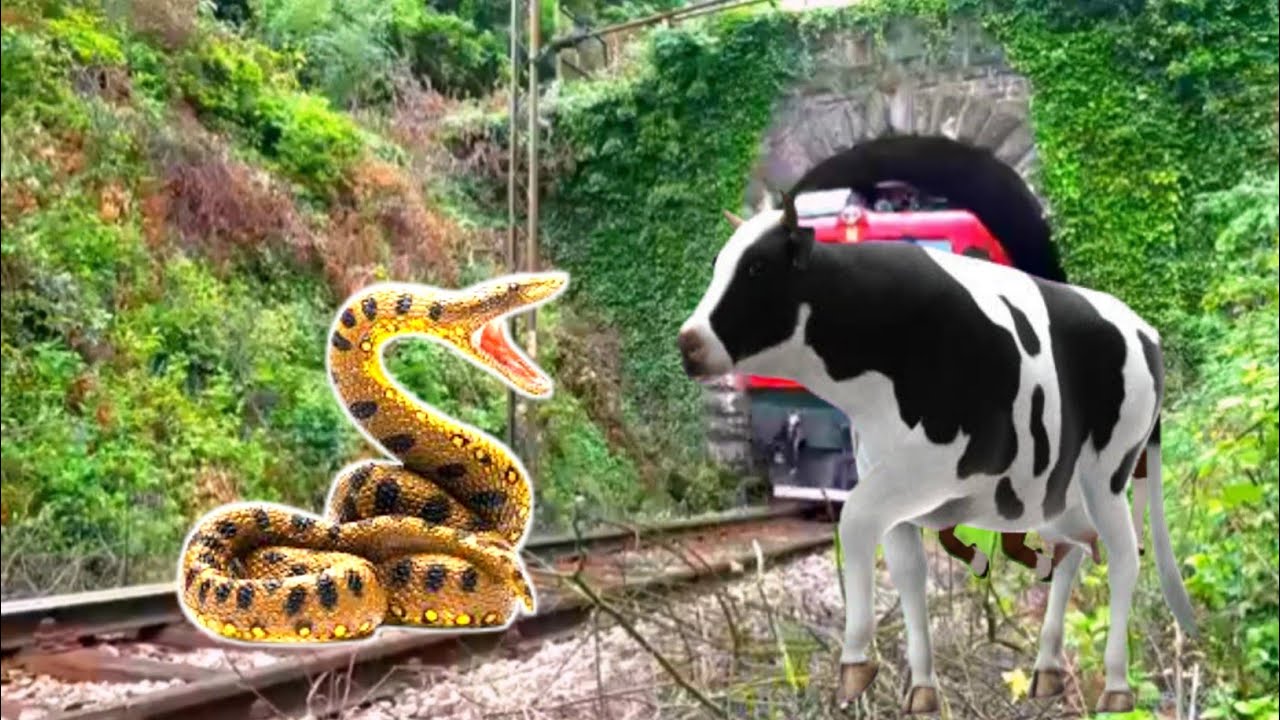 October 27, 2022 Cow Vs Anaconda on train track Stop the train - YouTube