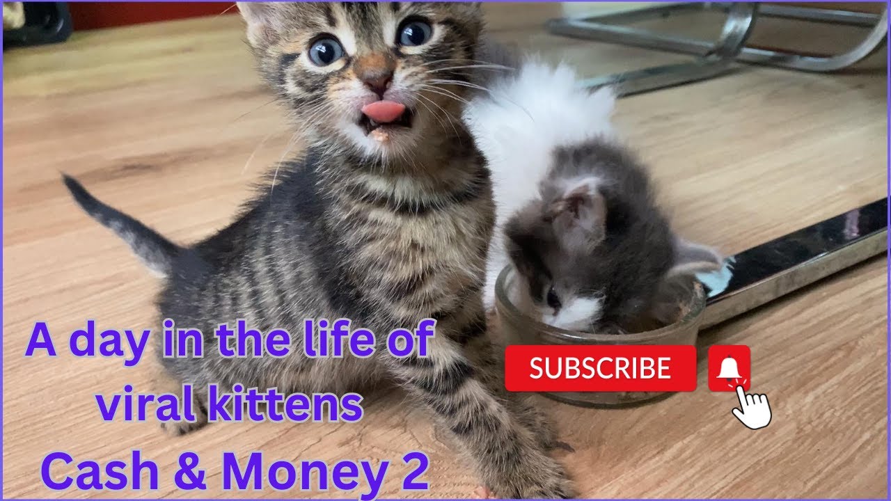 A day in the life of viral kittens Cash & Money 2 - YouTube