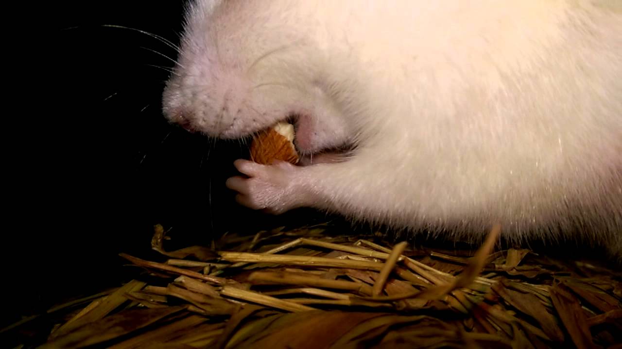 A Rat eating in Slow Motion - YouTube