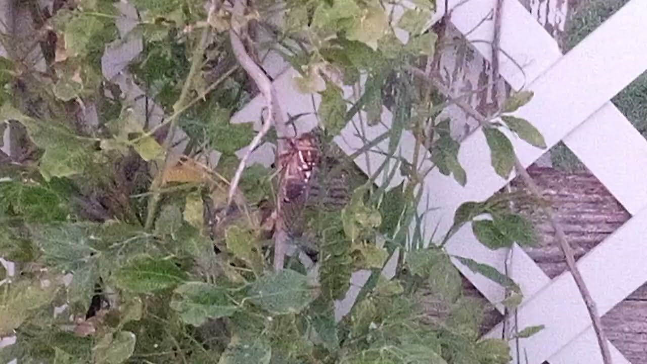A CICADA CALL [08-30-2022] - YouTube