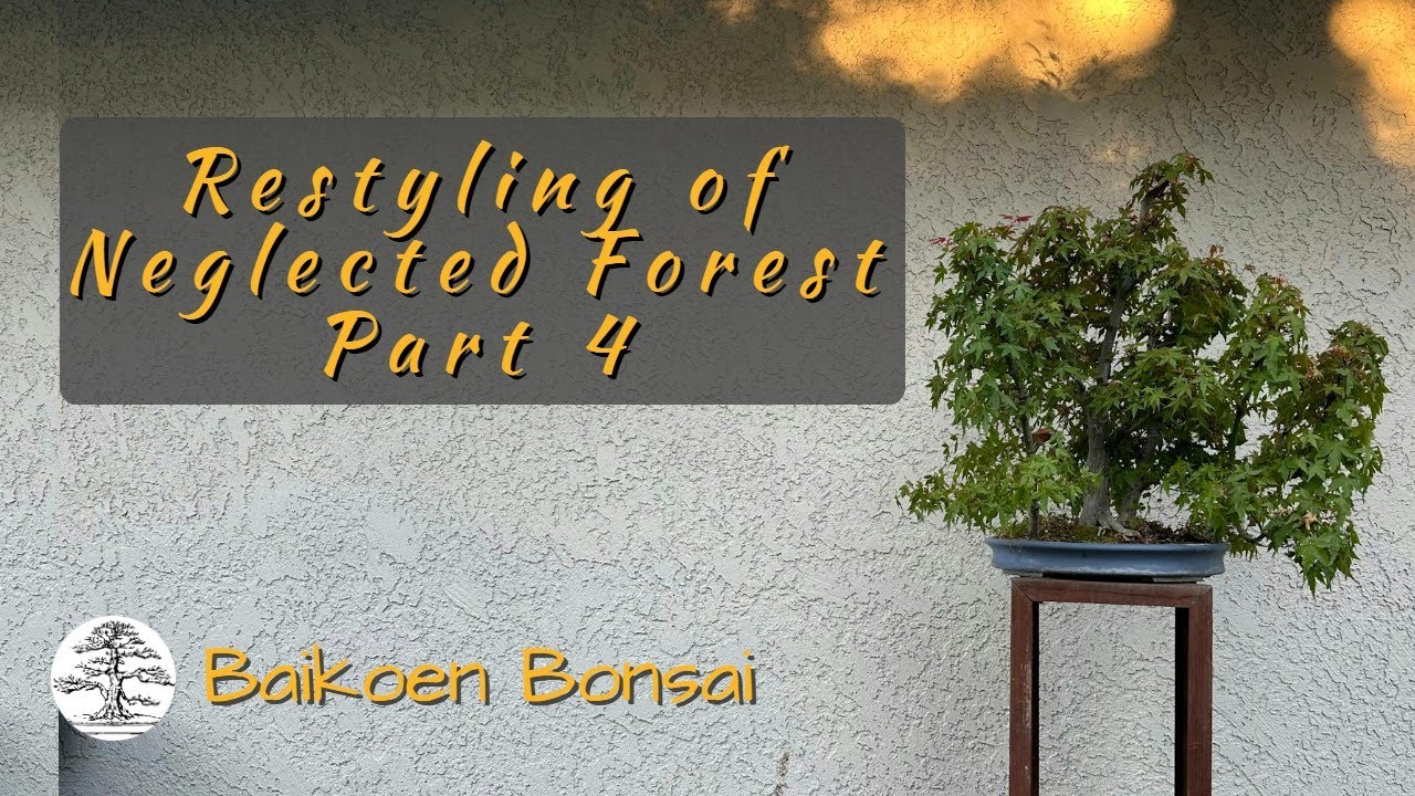 Japanese Maple Forest - Restyling of Neglected Tree Part 4 - Bonsai ...
