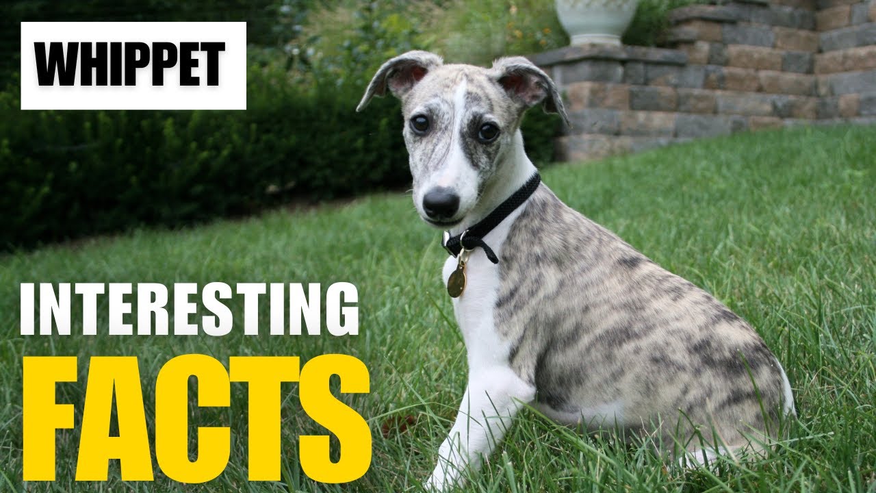 Exploring the Fascinating World of Whippet | Interesting Facts | The ...