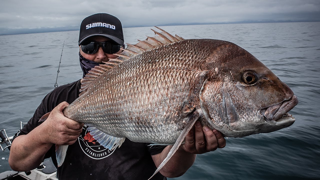 21lb Snapper #Shorts - YouTube