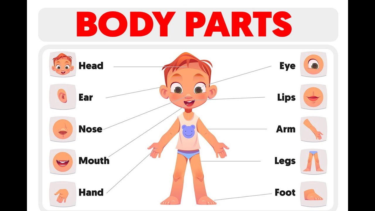 Body parts name | parts of body | parts of body name | human body parts ...