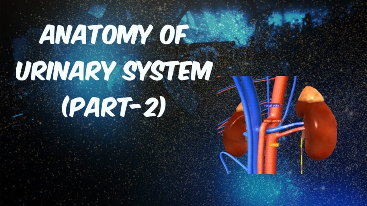 Anatomy of Urinary System (Part-2) (2K)।। Veterinary & Human Anatomy ...