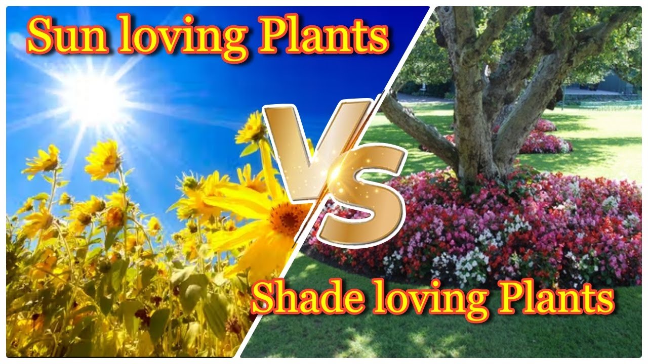 Difference between Sun Loving and Shade loving Plants:Choosing the ...