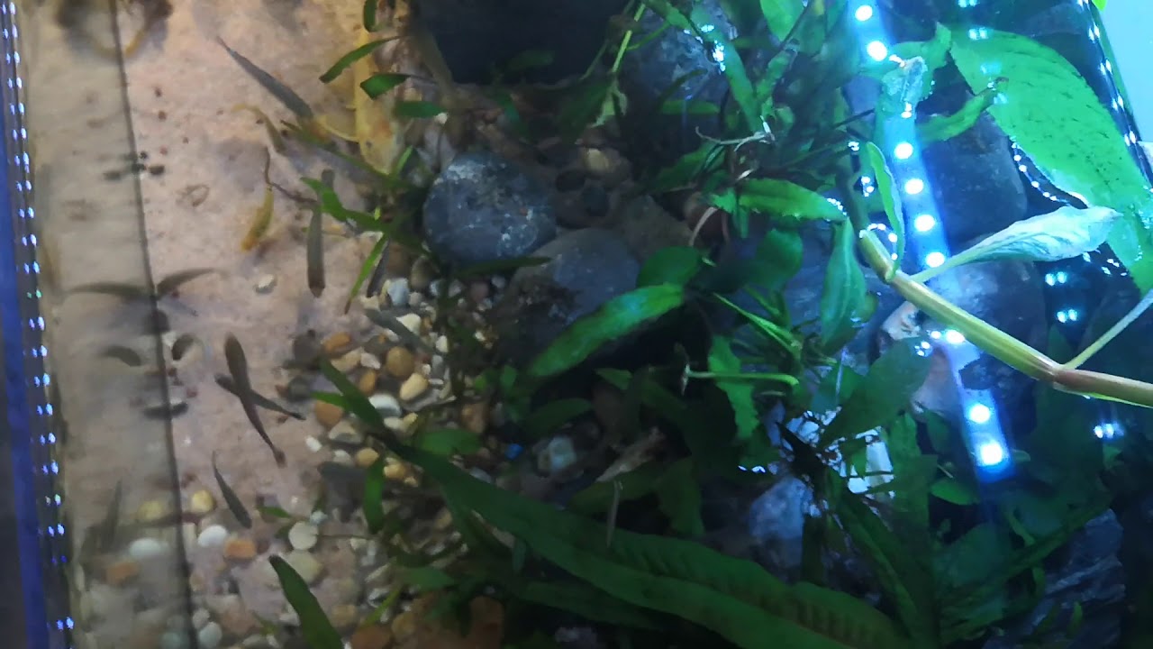 Hill stream - land and river tank, no water change over 2 months. - YouTube