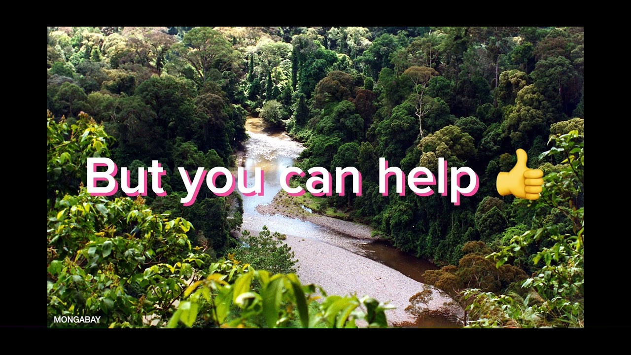 Ways to avoid deforestation. 💚 - YouTube