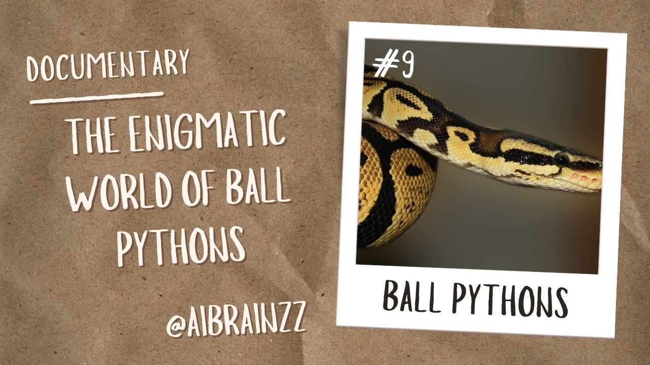 The Enigmatic World of Ball Pythons: From Hatchlings to Family Builders ...