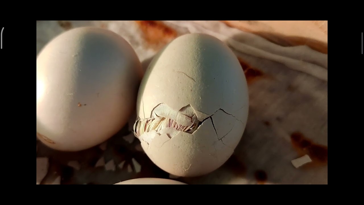 the birth of a chicken, chicken birth - YouTube