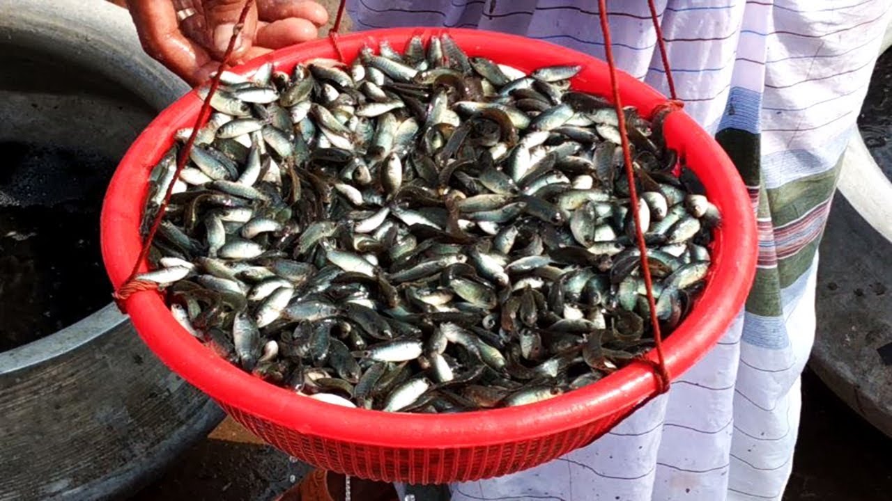Vietnam koi fish farming bd - Koi fish farming - YouTube