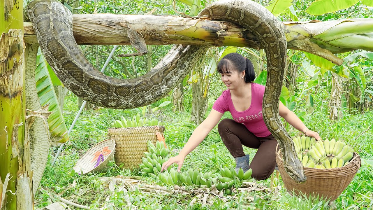 Harvesting Banana Goes To Village Market Sell, Vegetable Care - Natural Sounds & Python Appears ...