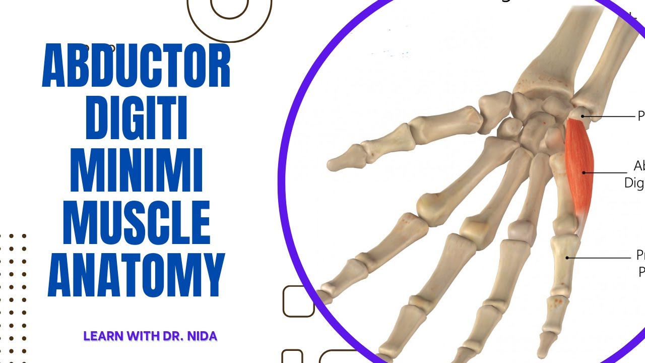 Abductor Digiti Minimi Muscle Anatomy | Anatomy Lecture Series - YouTube