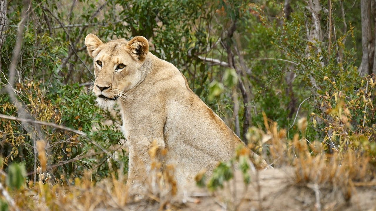 Lion Cubs in the Wild - YouTube