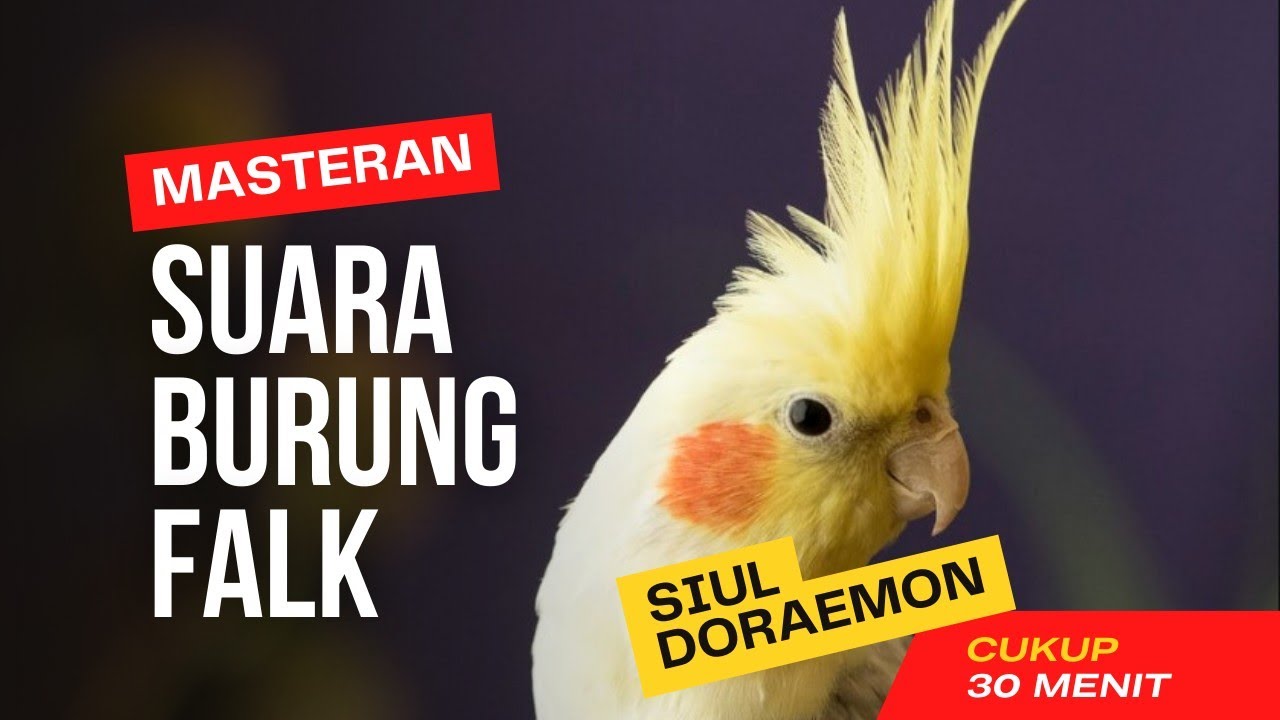 Masteran burung falk siul doraemon - YouTube