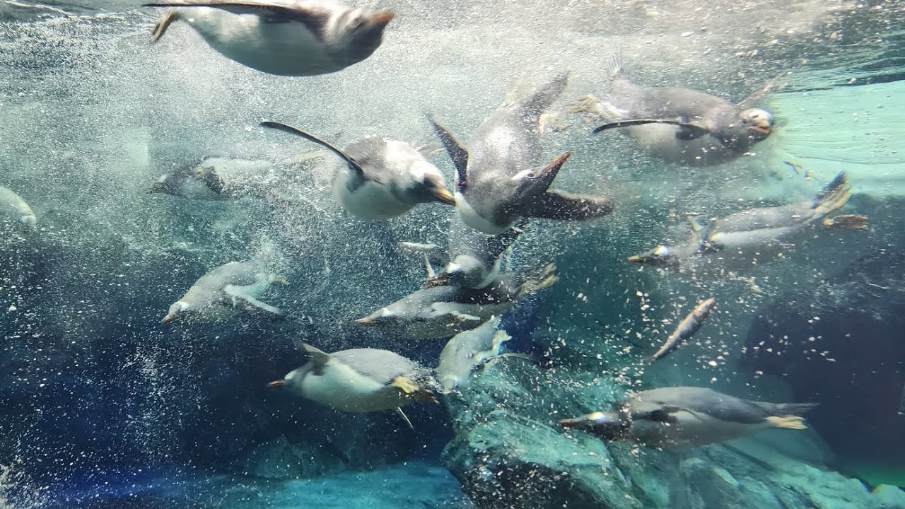 SEA WORLD PENGUINS - YouTube