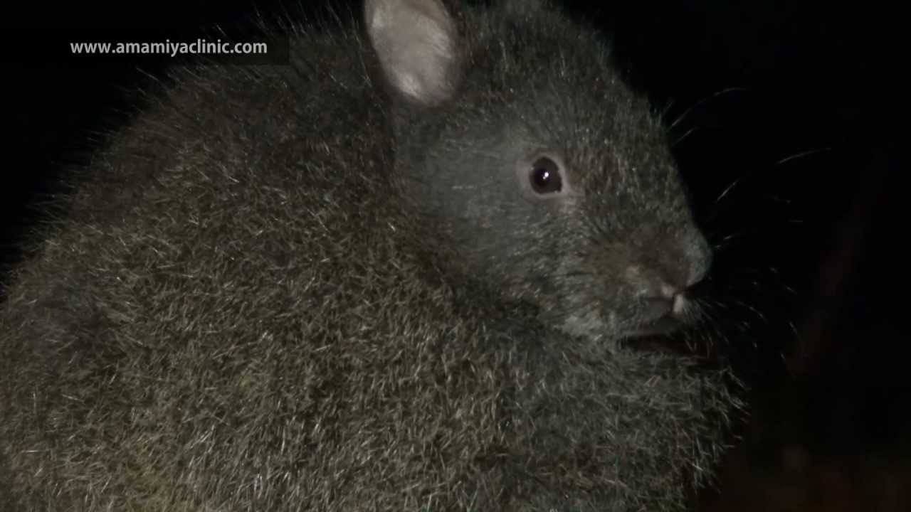 "Amaminokurousagi" (Amami Rabbit) in Amami Island,Japan. - YouTube
