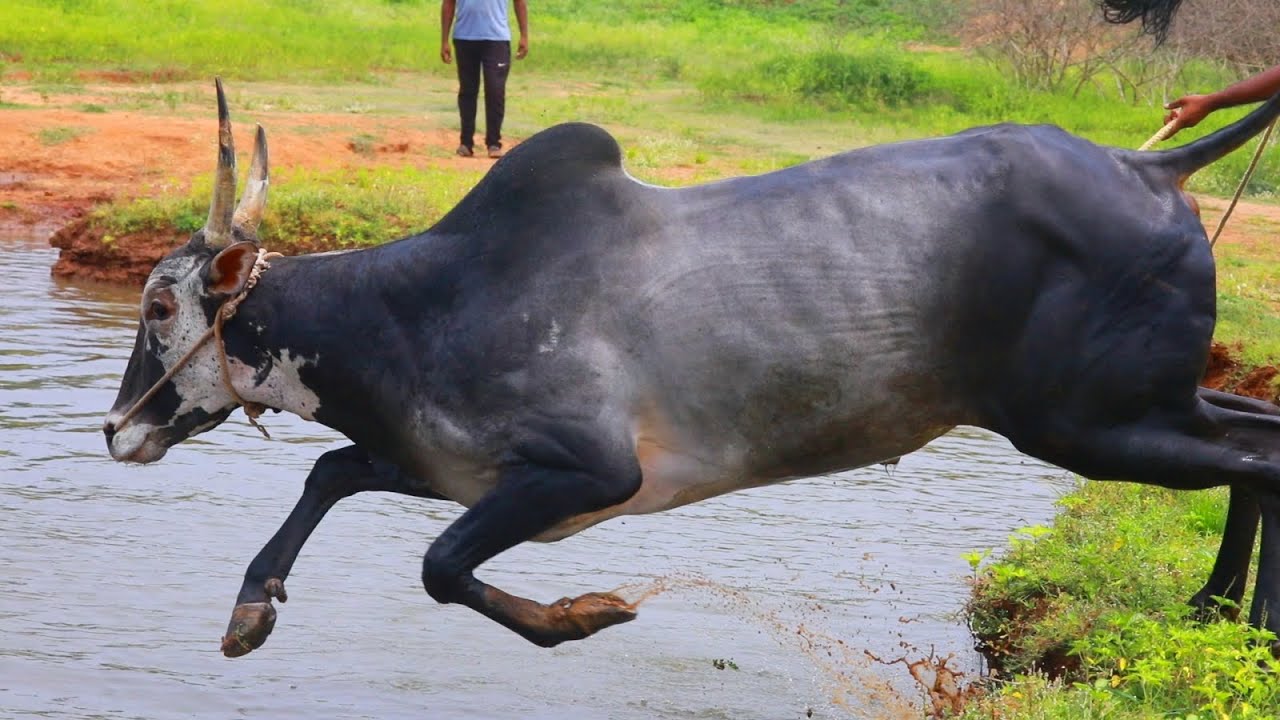 Hallikar bull Jumping and swimming, Bagur Bhairava Hori Habba ...